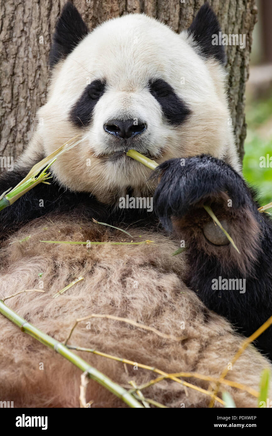 Portrait giant hi-res stock photography and images - Alamy