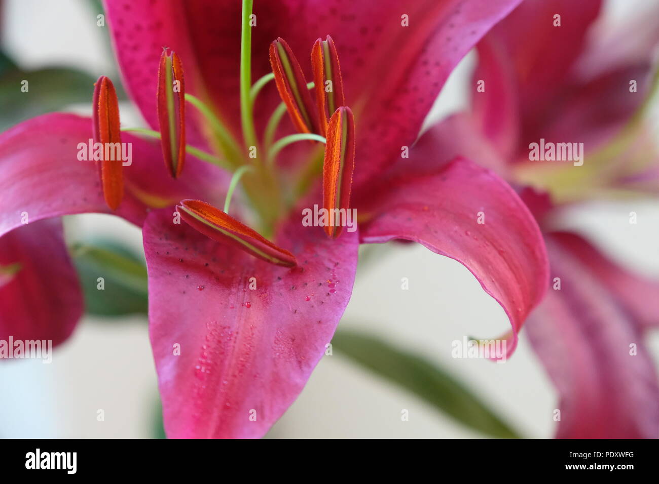 Pink Lilly (Lillium Stock Photo - Alamy
