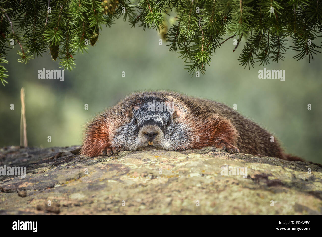 Chubby yellow-bellied marmot resting on a rock, Yellowstone National ...