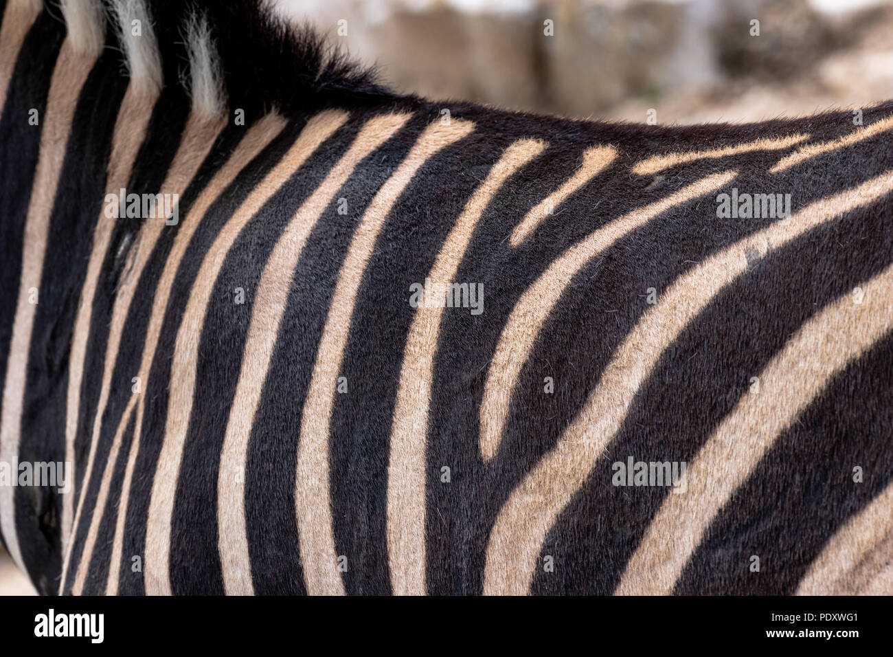 Zebra lines hi-res stock photography and images - Alamy