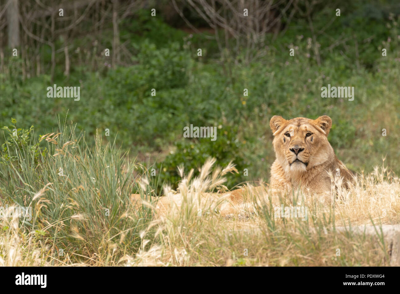 Female Lion (Panthera leo) portrait Stock Photo - Alamy