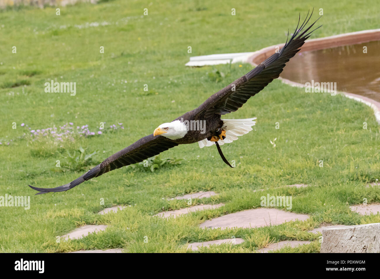White Headed Eagle flying Stock Photo - Alamy