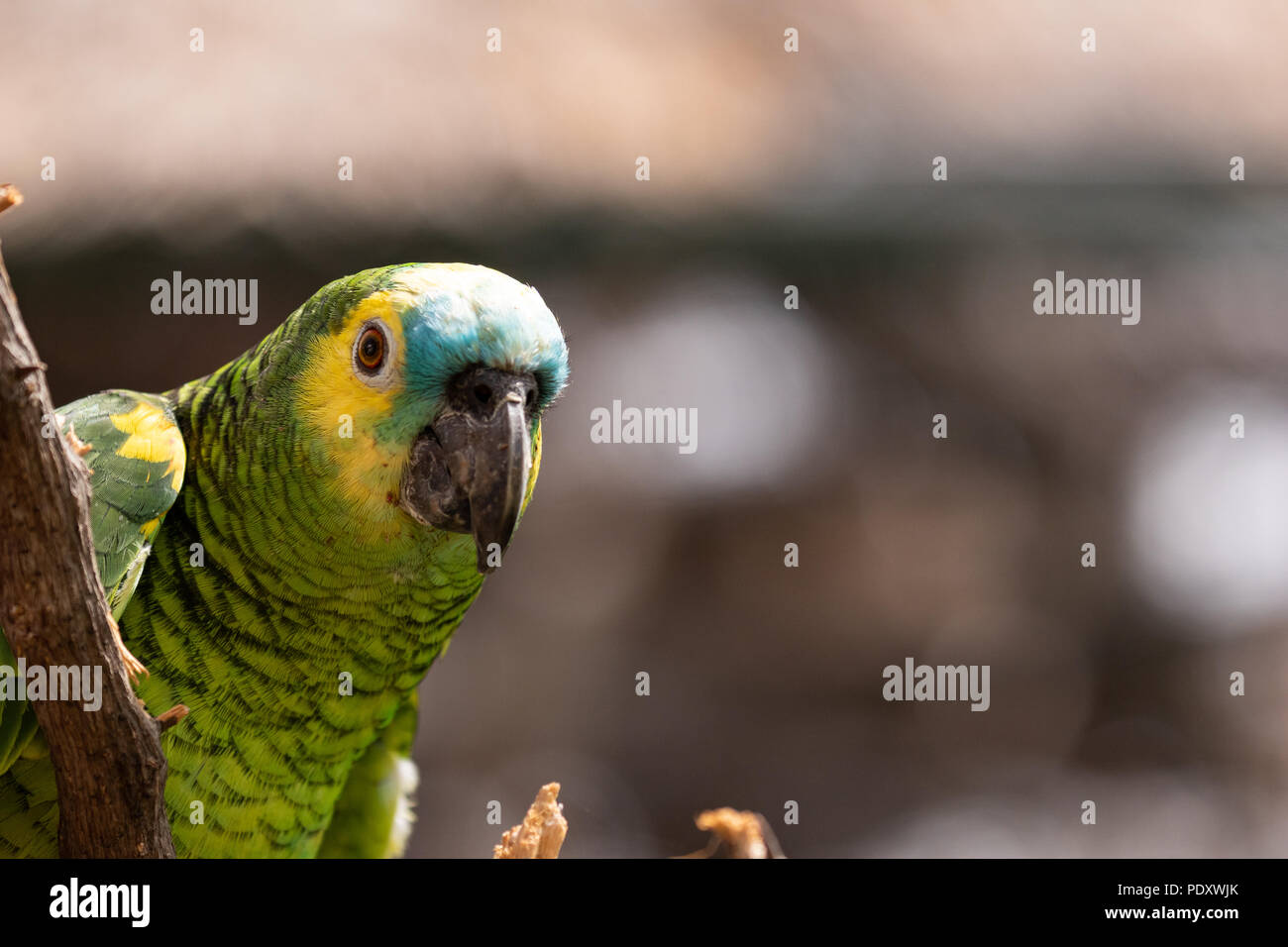 Turquoise parrot hi-res stock photography and images - Alamy