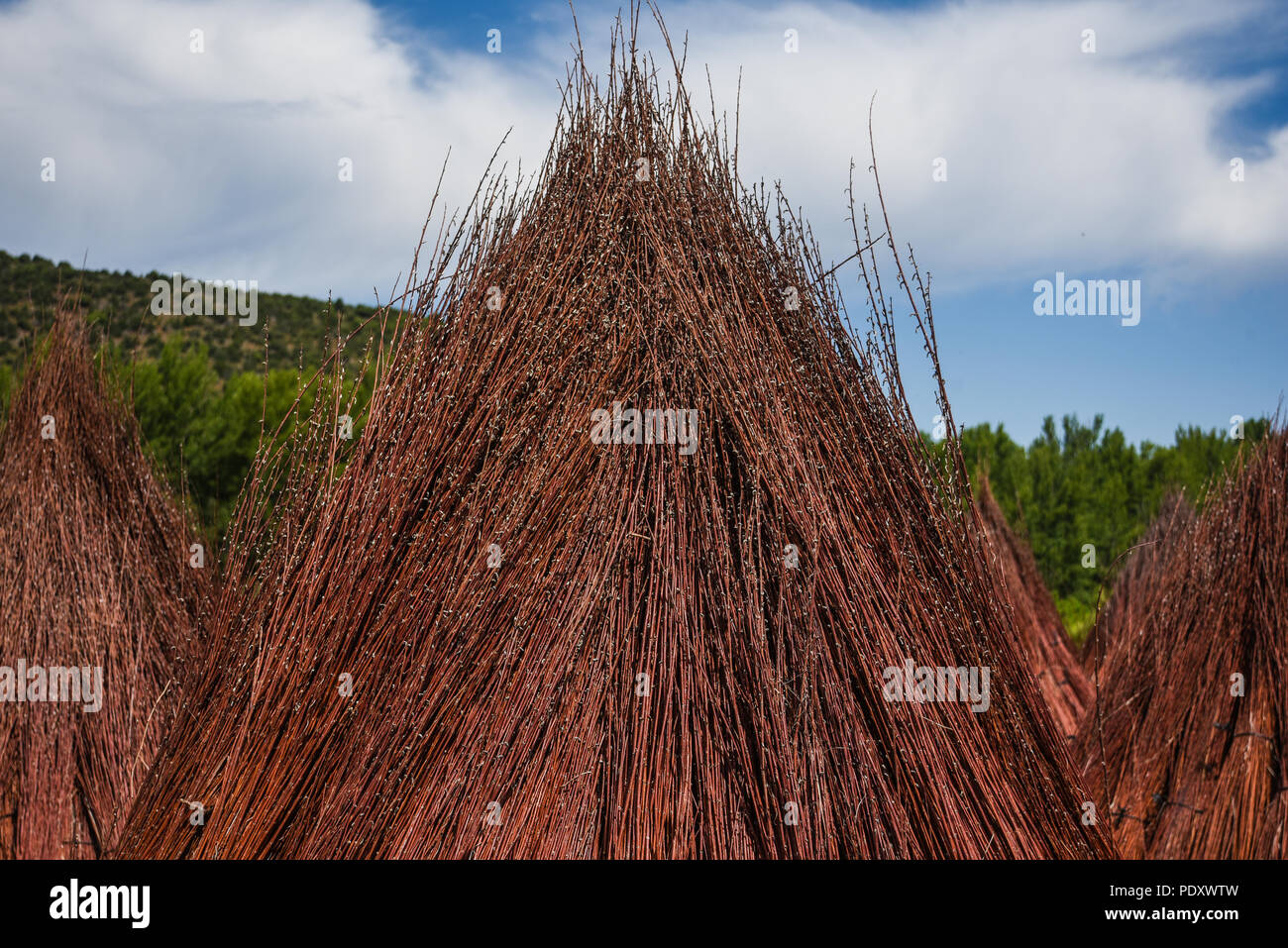 Wicker rods drying in the sun in Cuenca ,Spain Stock Photo - Alamy