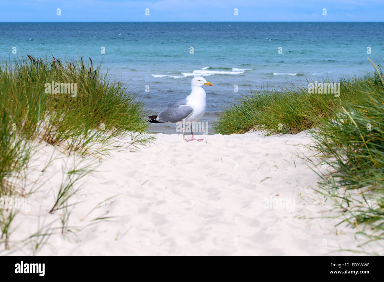 Beach at Baltic Sea in Germany Stock Photo - Alamy