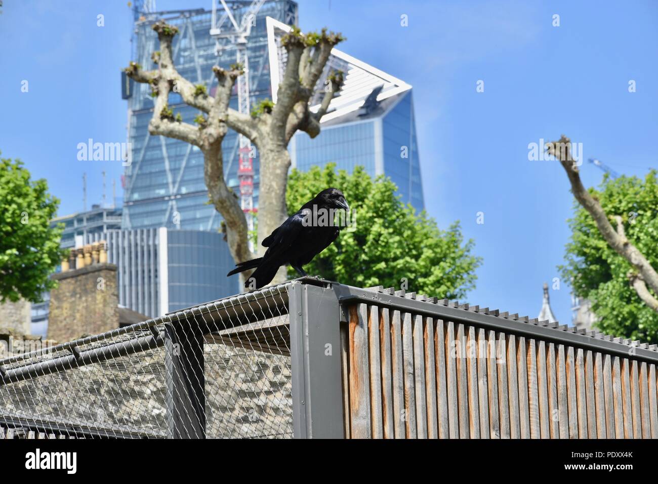 Ravens in tower london hi-res stock photography and images - Alamy
