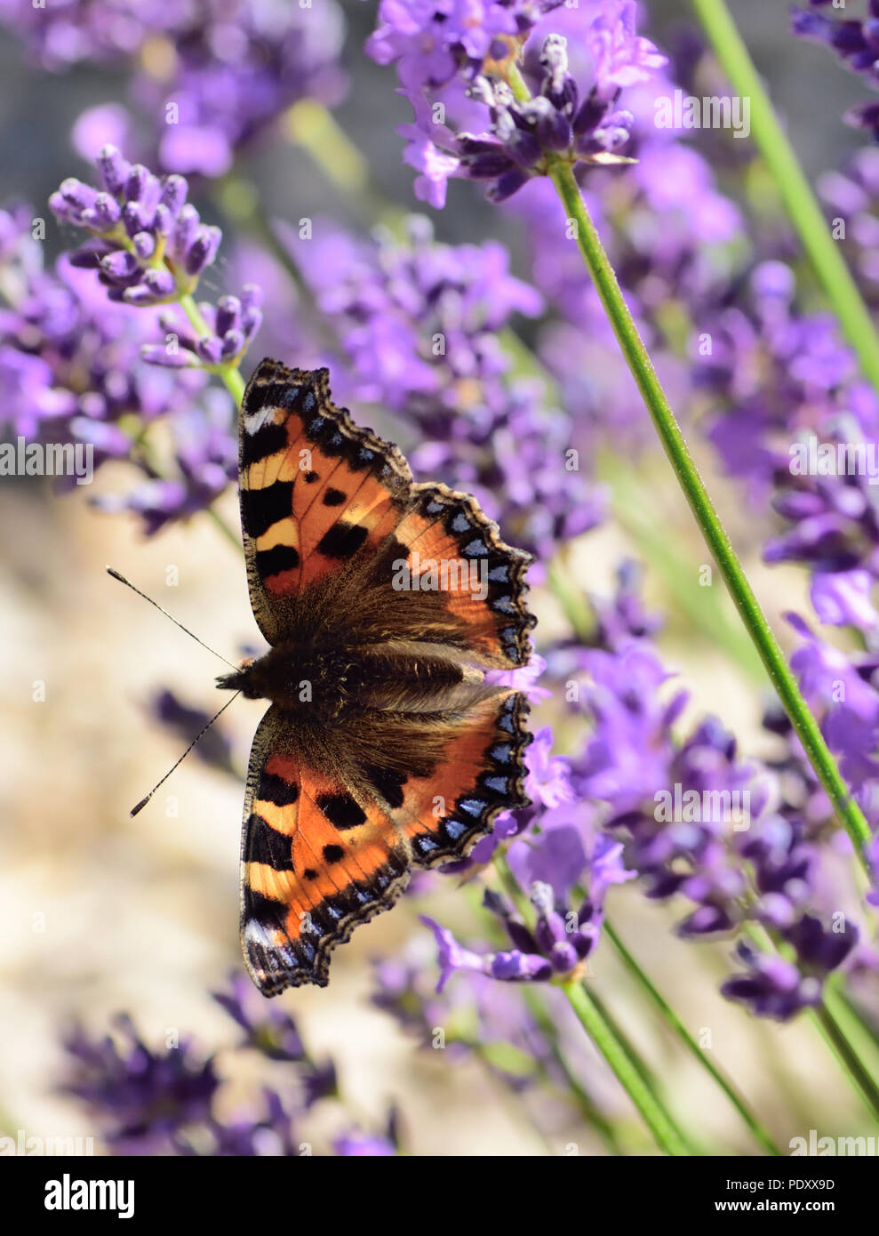 Tortoise shell butterfly hi-res stock photography and images - Alamy