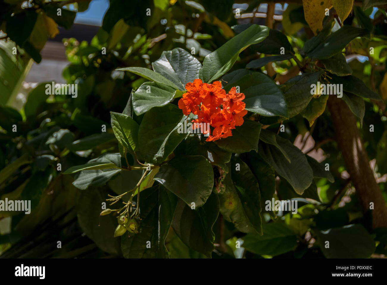 Caribbean flowers hi-res stock photography and images - Alamy