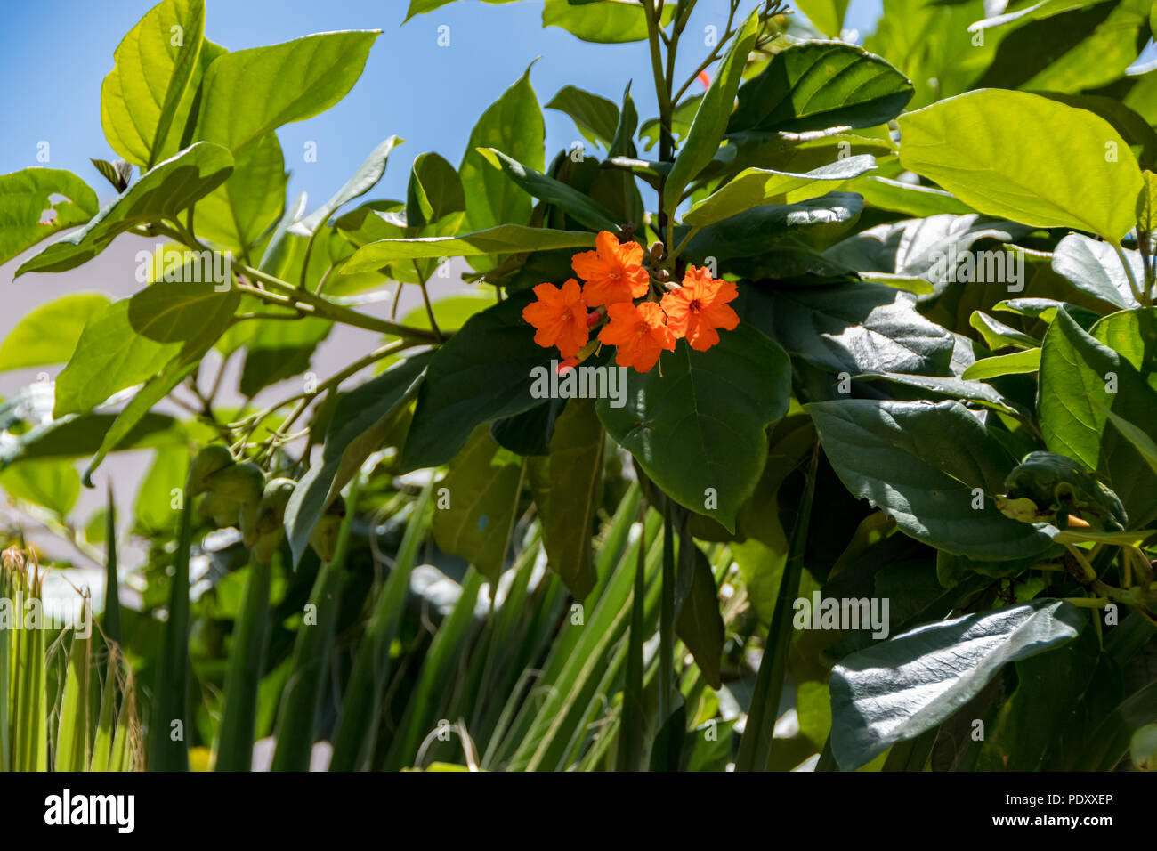 Caribbean flowers hi-res stock photography and images - Alamy