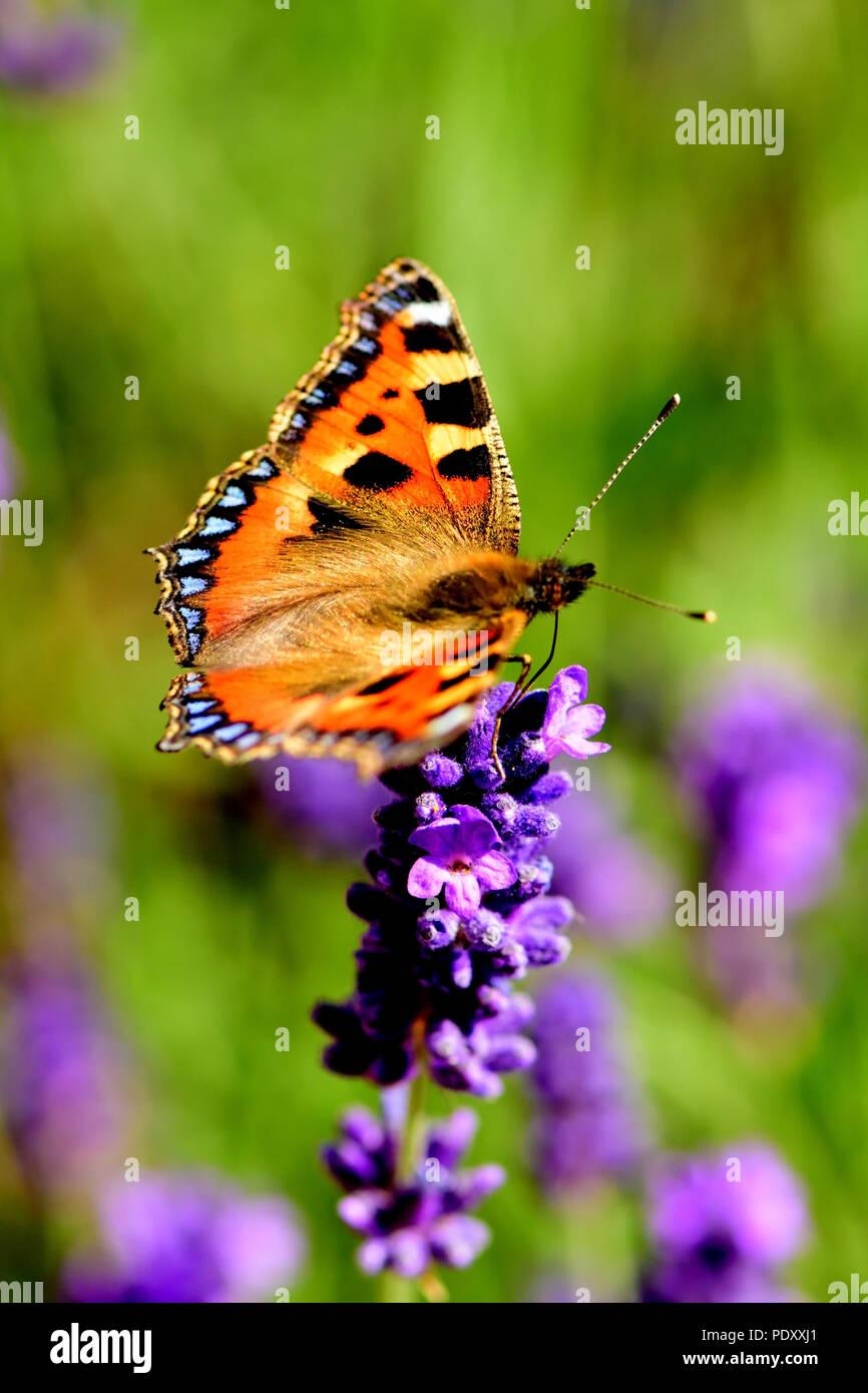 Small tortoiseshell butterfly hi-res stock photography and images - Alamy