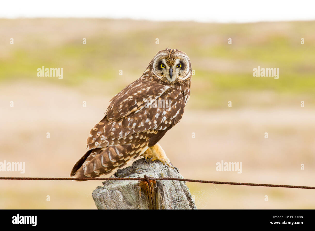 Hawaiian Owl, Pueo, Sitting on Fence Post, Hawaii, USA Stock Photo - Alamy