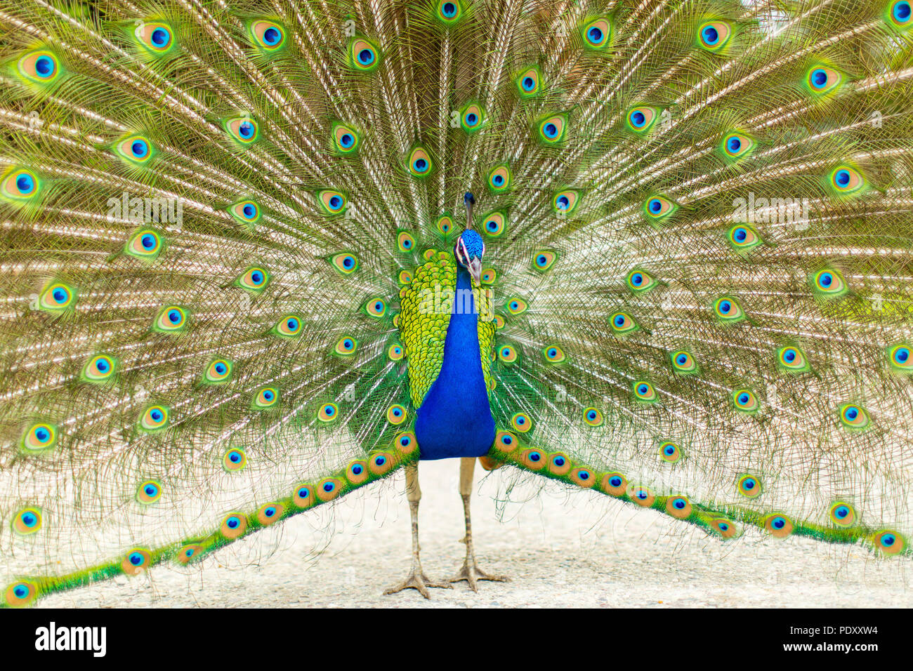 Animal symmetry hi-res stock photography and images - Alamy
