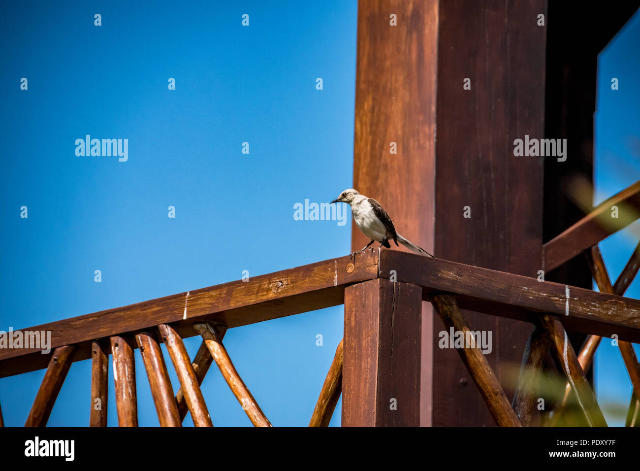 Caribbean birds hi-res stock photography and images - Alamy