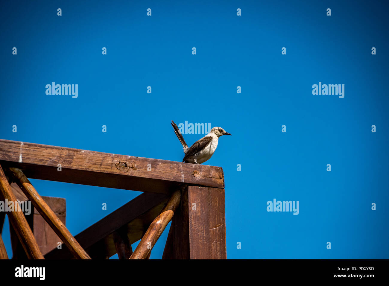 Caribbean birds hi-res stock photography and images - Alamy