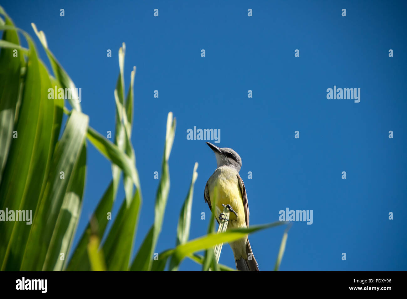 Caribbean birds hi-res stock photography and images - Alamy