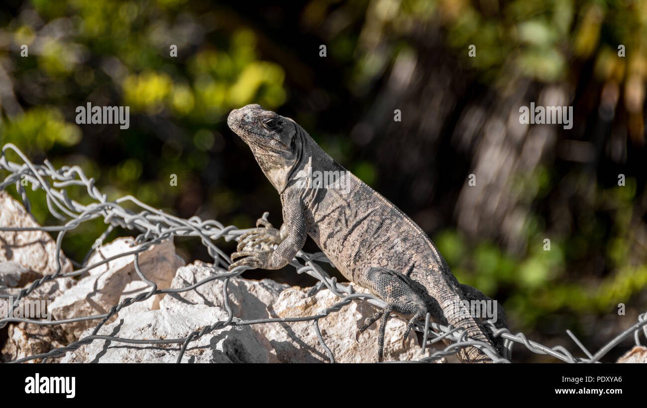 Iguana in the sun hi-res stock photography and images - Alamy