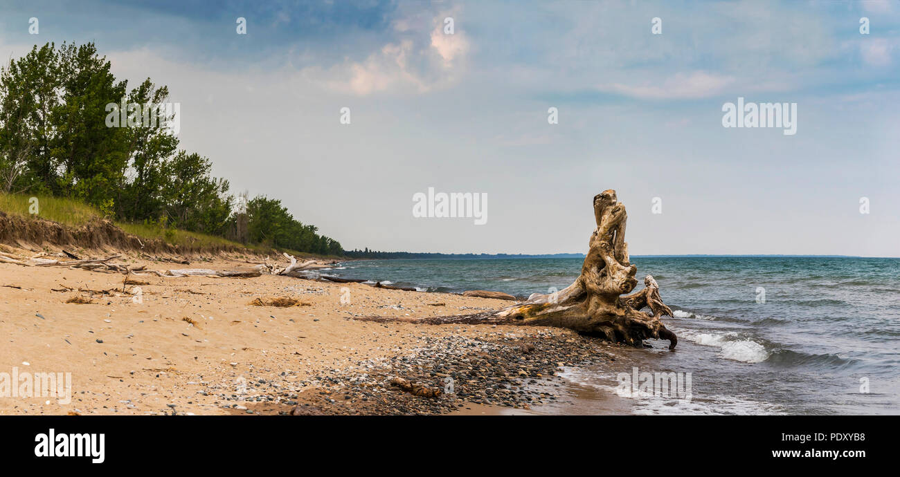 Driftwood on a Lake Huron beach - Pinery Provincial Park, Ontario ...