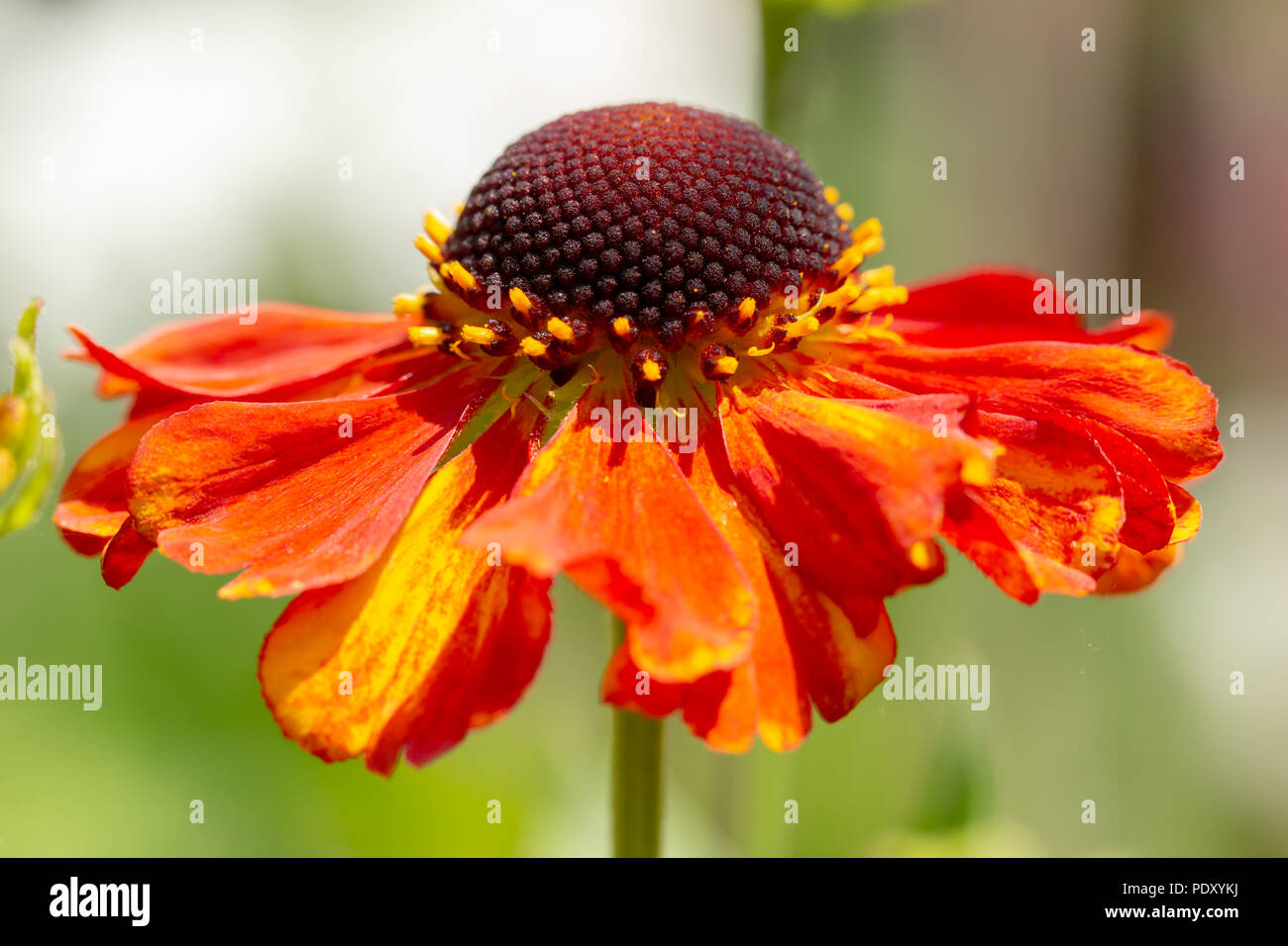 Macro shot of Helenium flower head in bloom side-on Stock Photo - Alamy