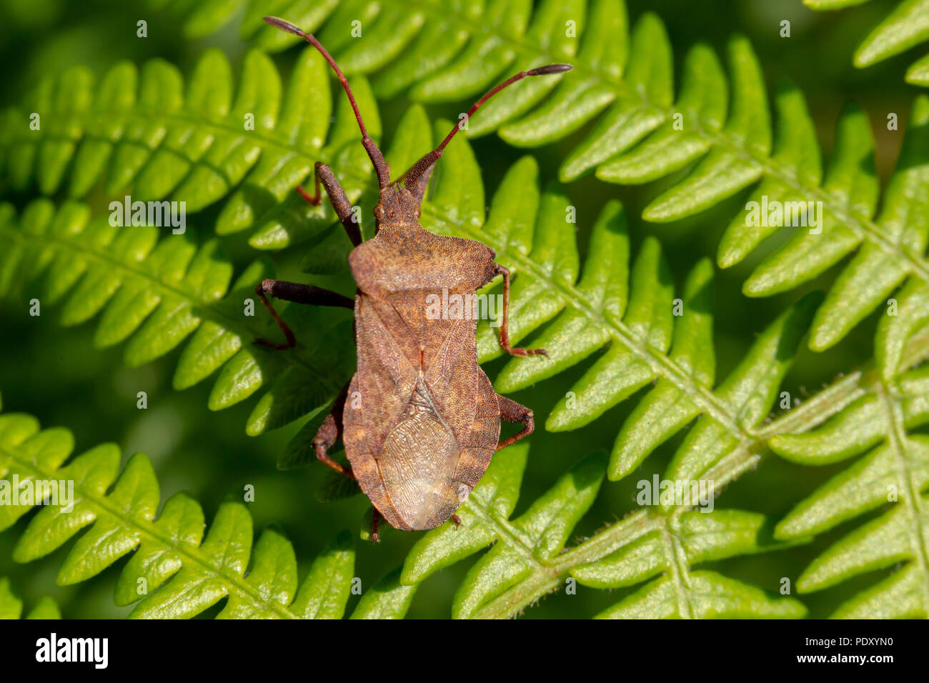 Macro shot of Dock bug standing on bracken leaf taken from above Stock ...