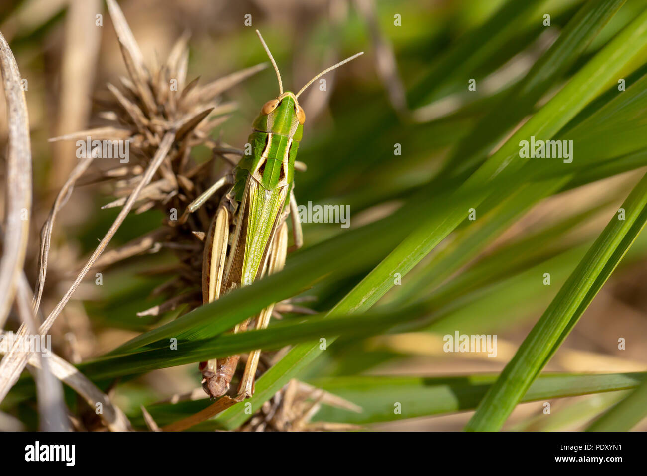 Above macro shot of Stripe-winged grasshopper hidden amongst vegetaion ...