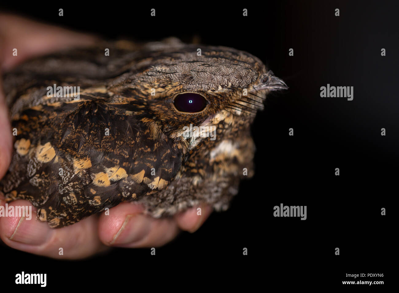 Nightjars hi-res stock photography and images - Alamy