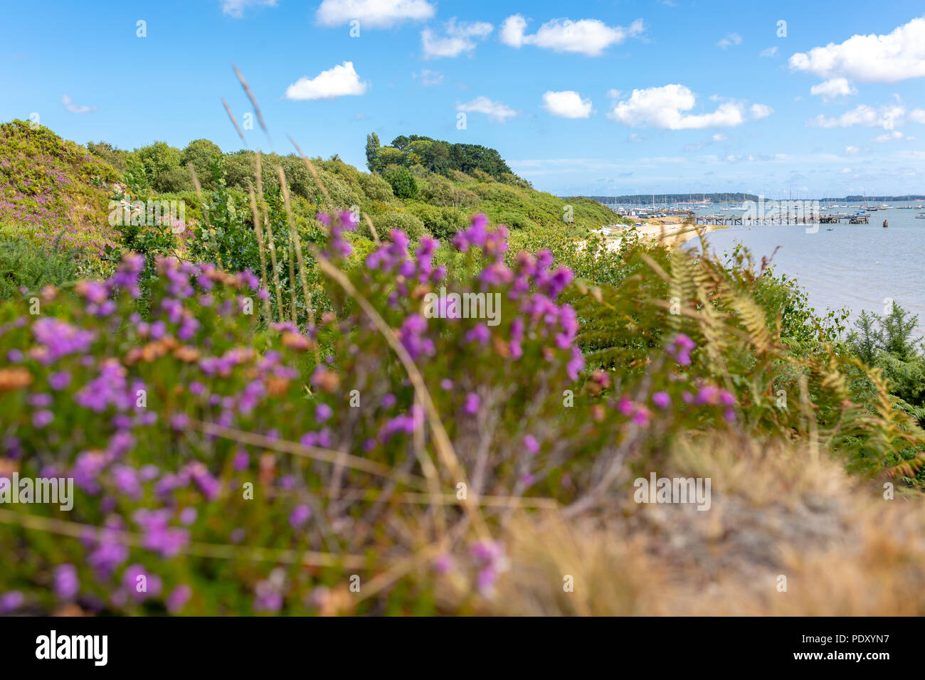 Ham common poole hi-res stock photography and images - Alamy