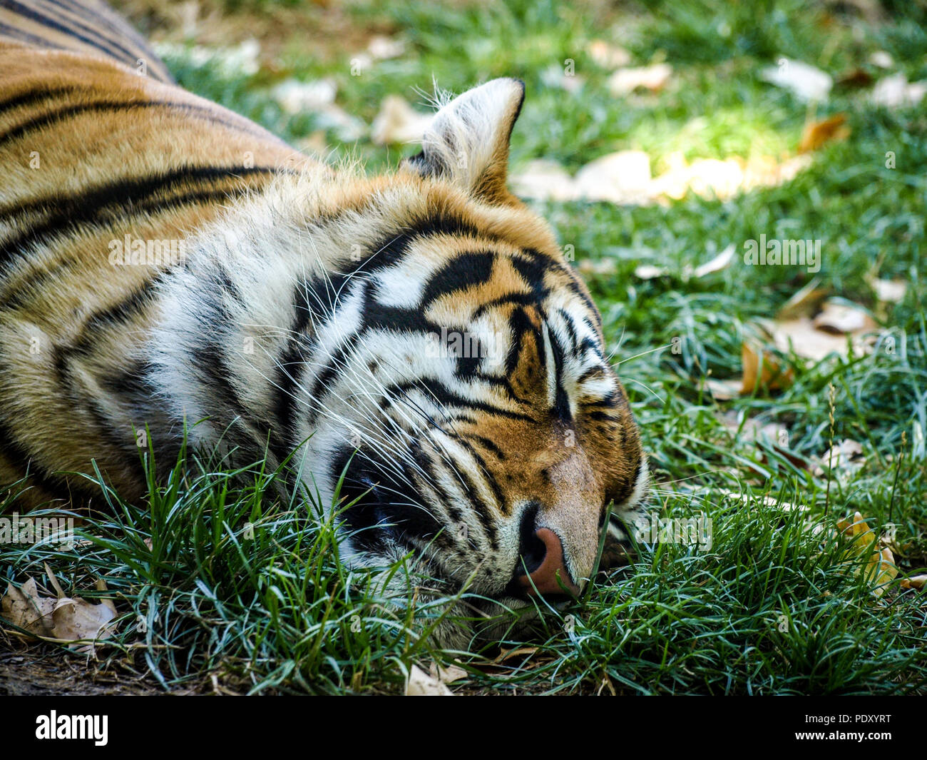 Tiger resting grass hi-res stock photography and images - Alamy