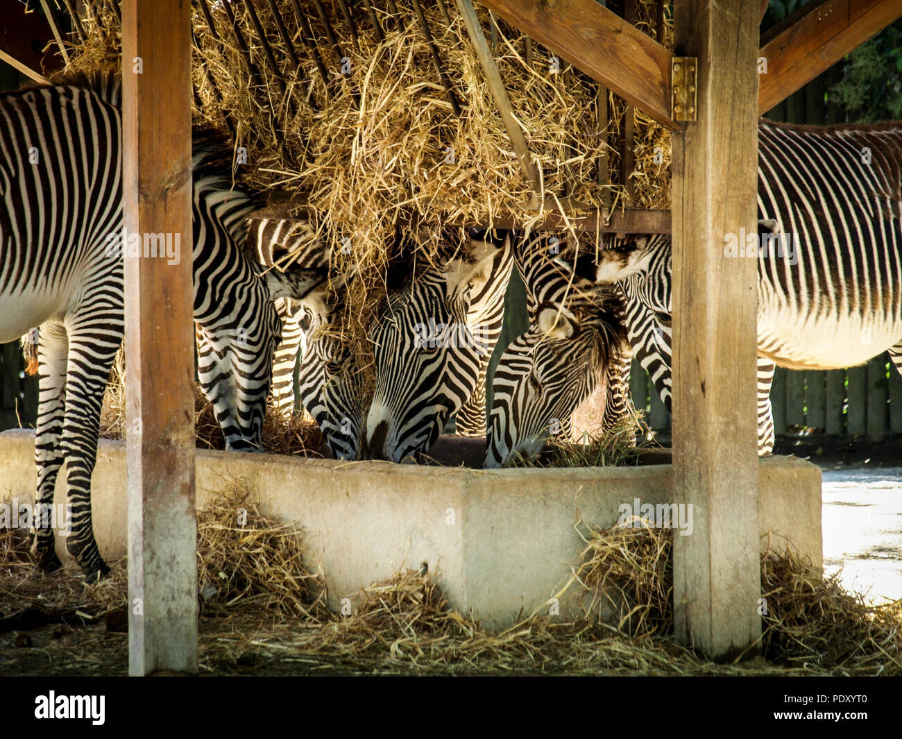 Zebras eating hi-res stock photography and images - Alamy