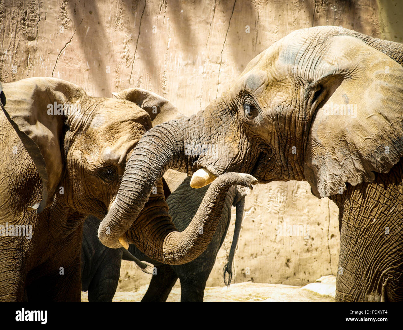 Feelings of an elephant hi-res stock photography and images - Alamy