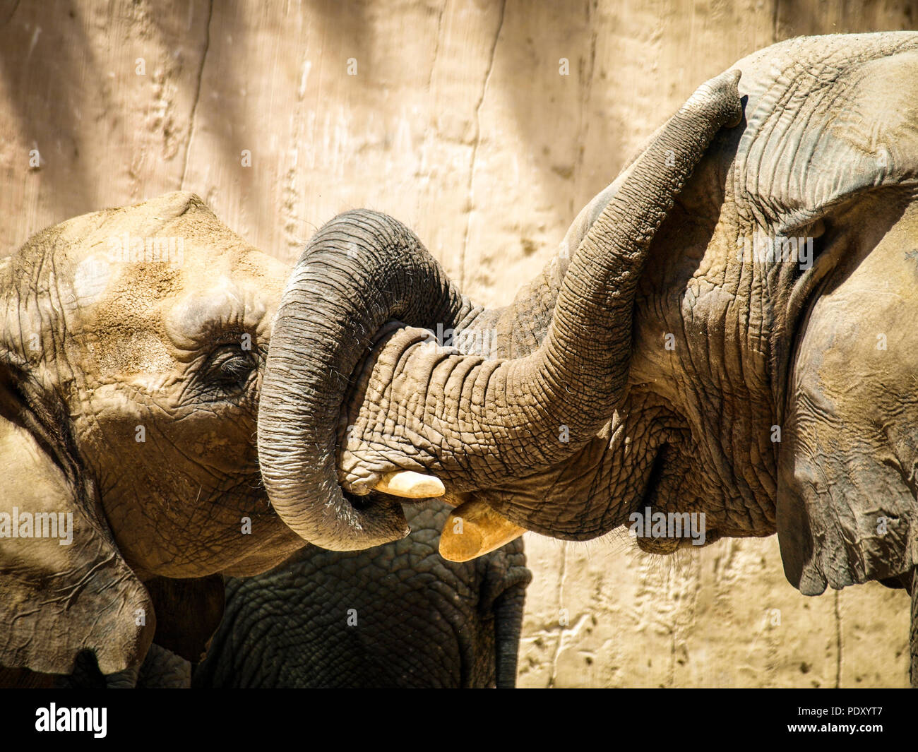Feelings Of An Elephant High Resolution Stock Photography and Images ...