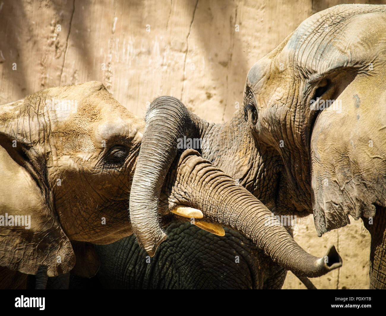 Couple elephant hi-res stock photography and images - Alamy