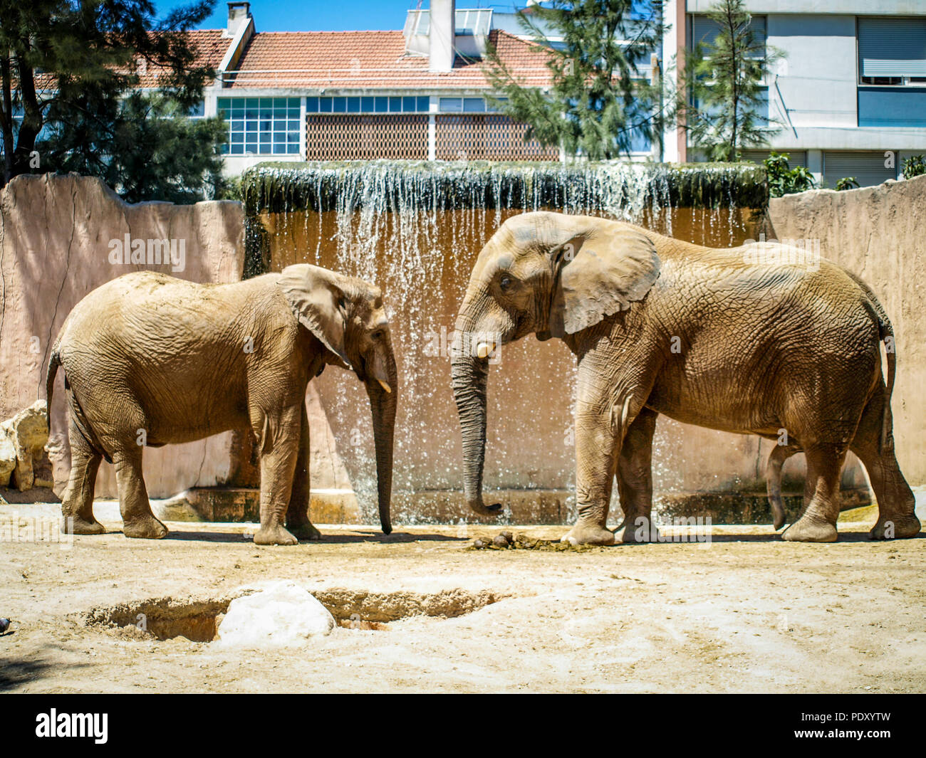 Feelings of an elephant hi-res stock photography and images - Alamy