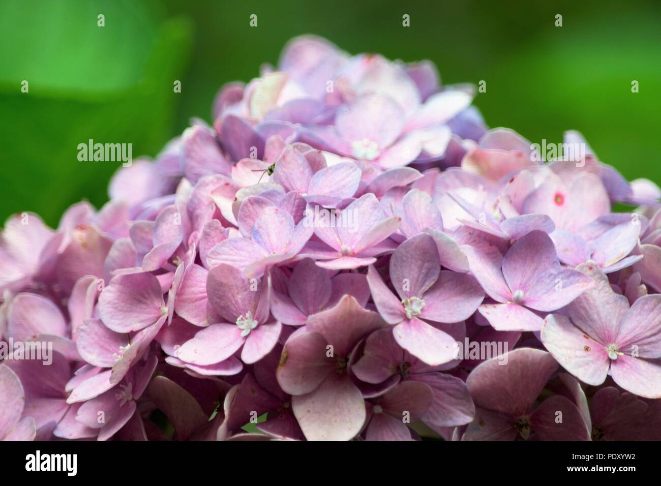 Pale purple hydrangea cluster Stock Photo - Alamy