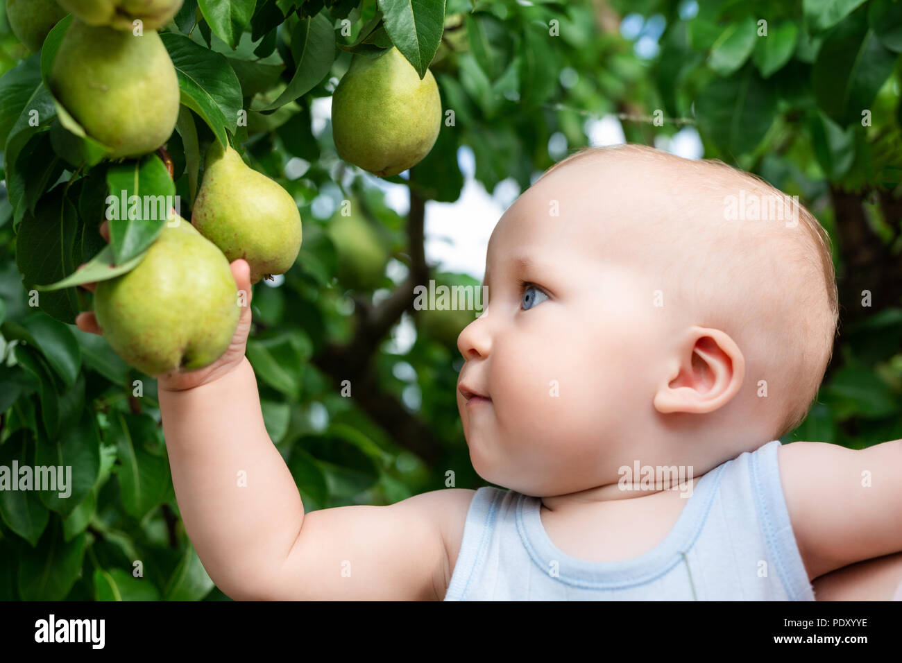 Child taking ripe pears at orchard in autumn. Little boy wanting to eat ...