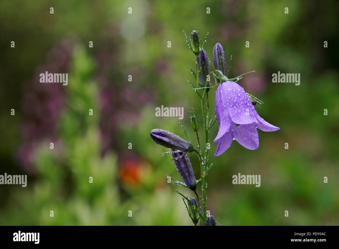 Blue bell flower hi-res stock photography and images - Alamy