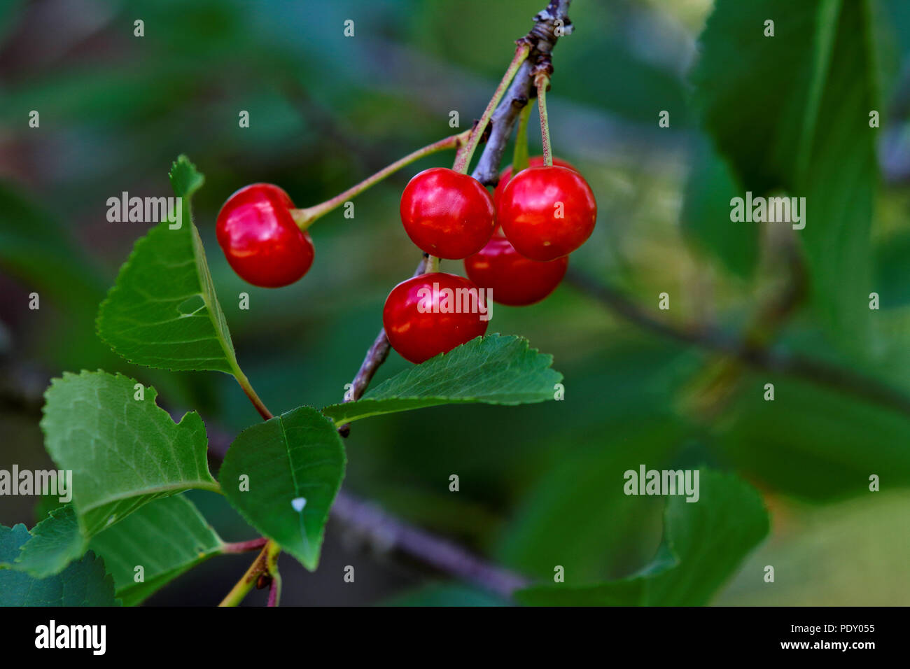 Bunch cherry berry hi-res stock photography and images - Alamy