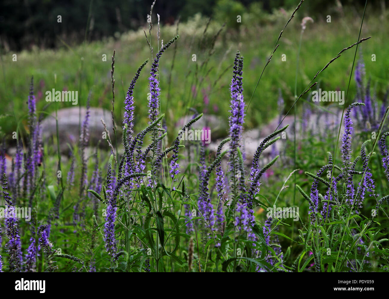 Purple loose strife blooming with blue flowers Stock Photo - Alamy