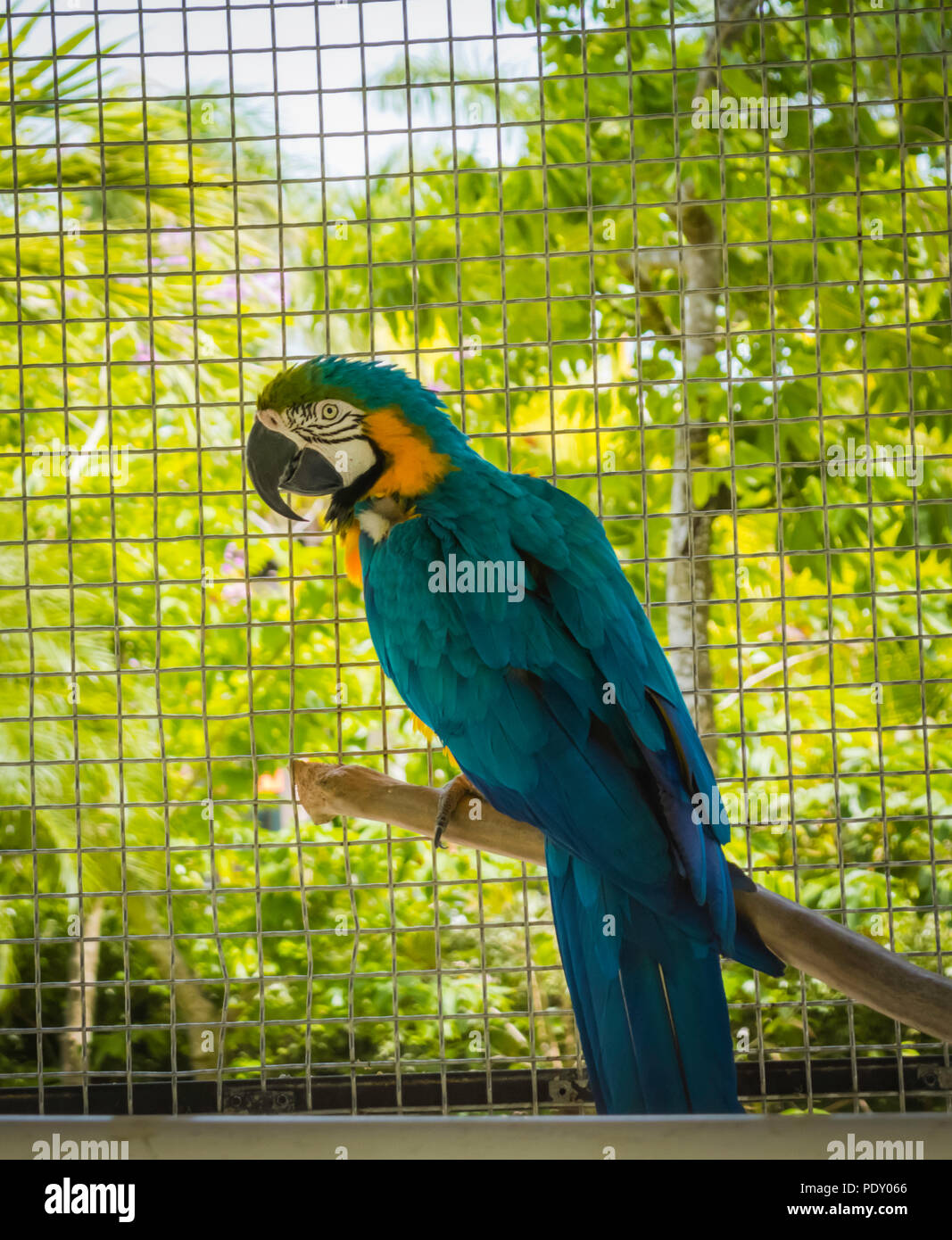 close Up photos of parrot Stock Photo - Alamy