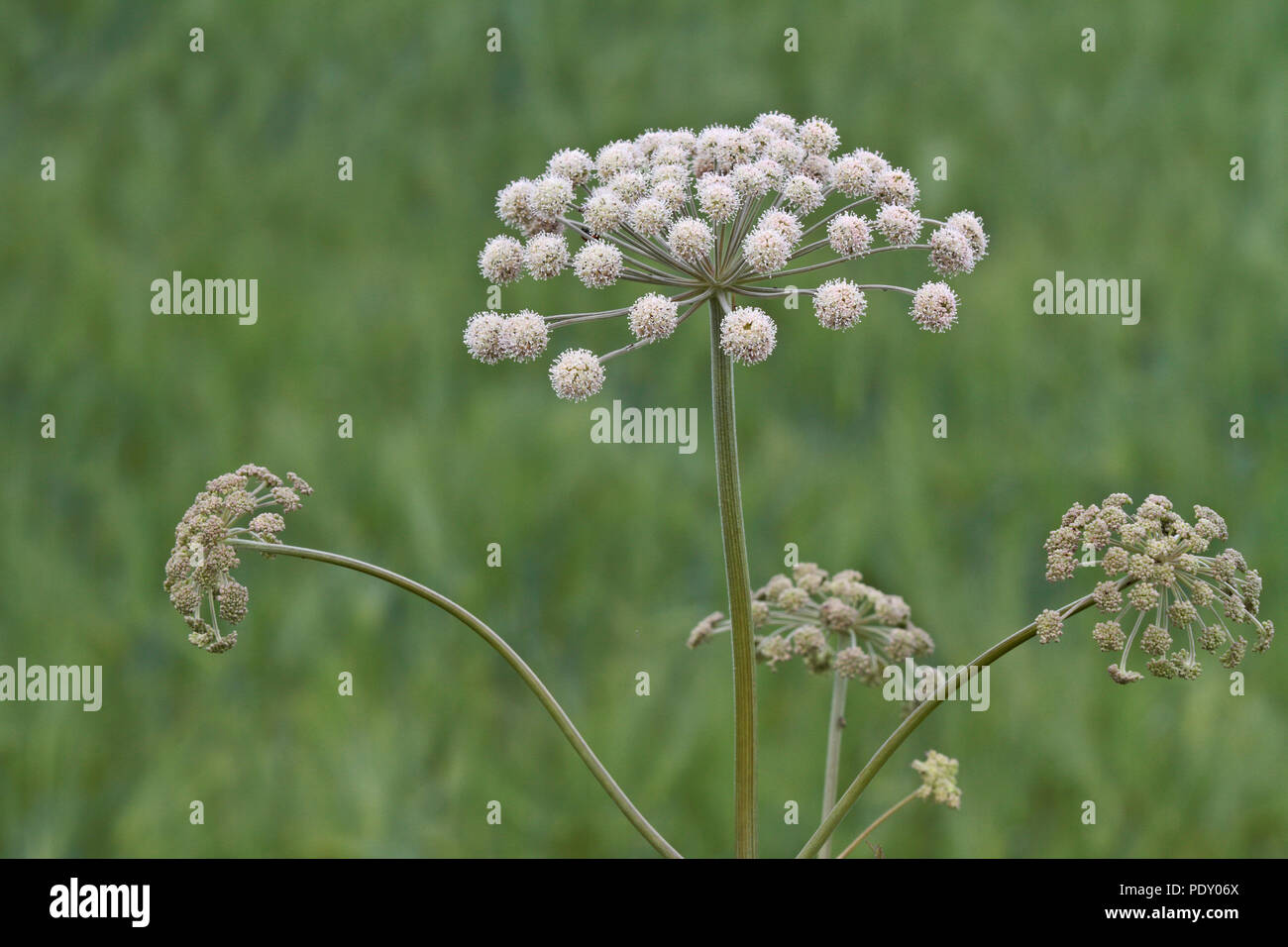 Wild angelica sylvestris leaf hi-res stock photography and images - Alamy