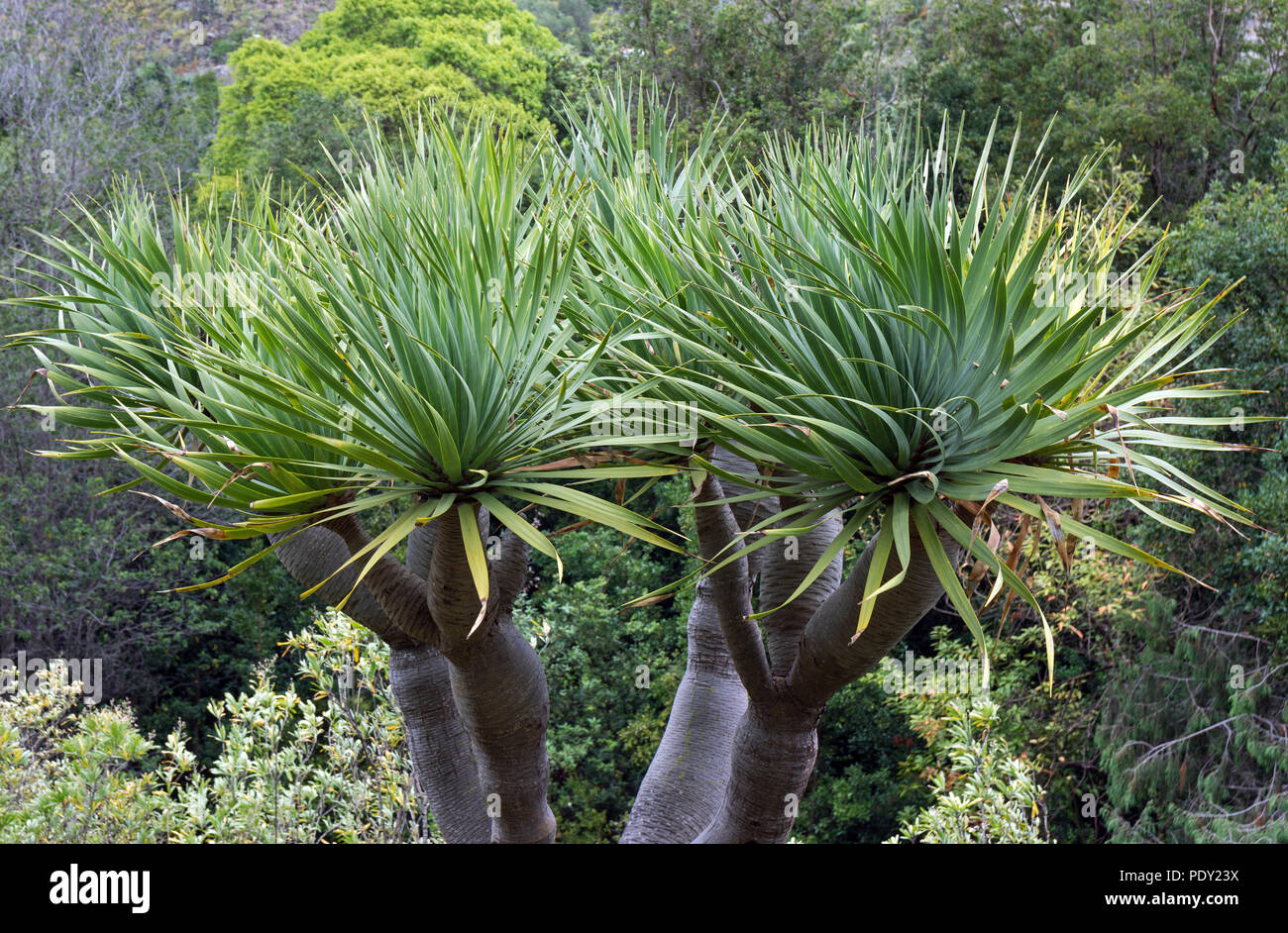 Canary Islands dragon tree (Dracaena draco), botanical garden, Jardin ...
