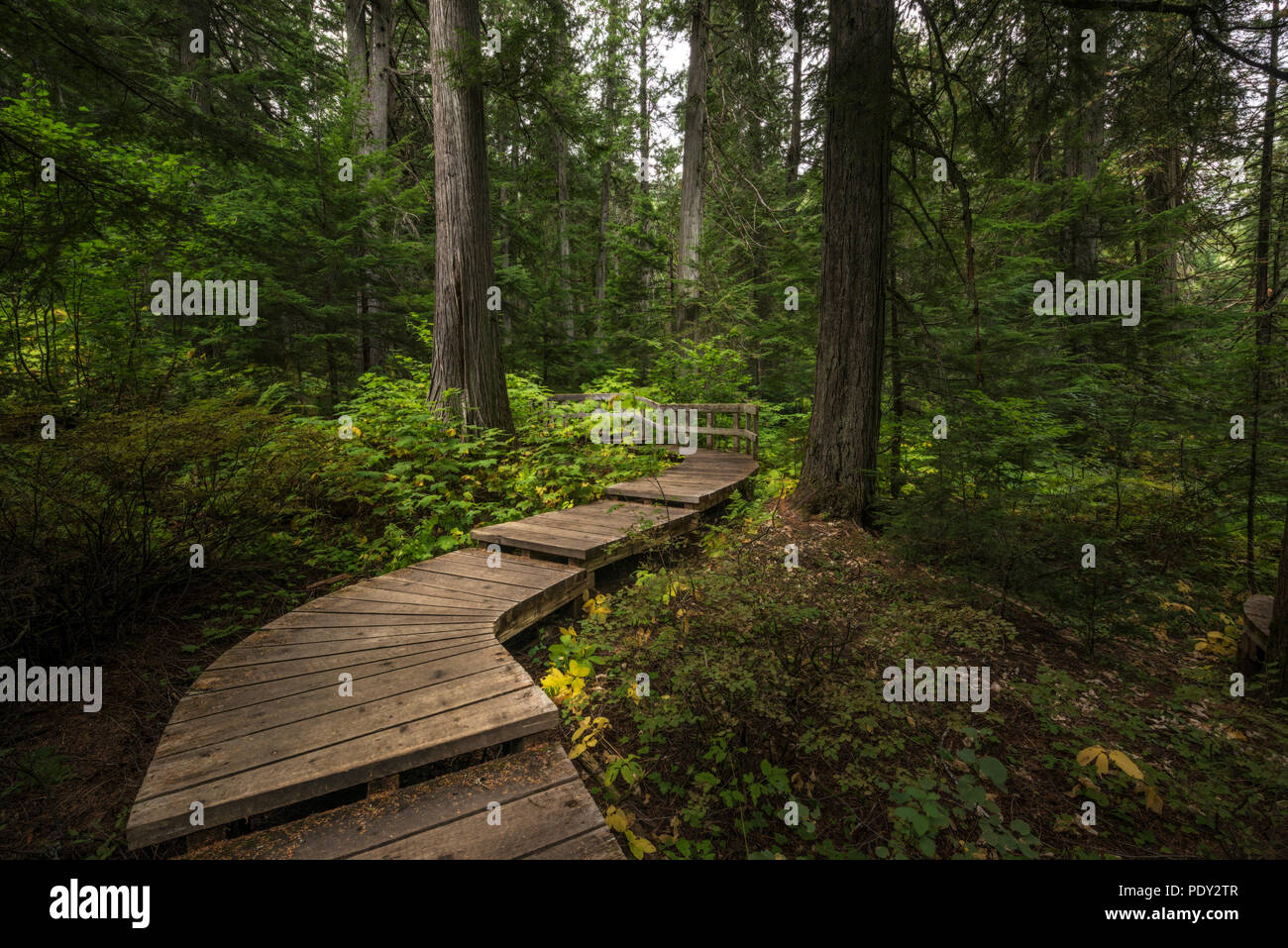 Wood path, Giant Cedars Boardwalk hiking trail, rainforest with Red ...