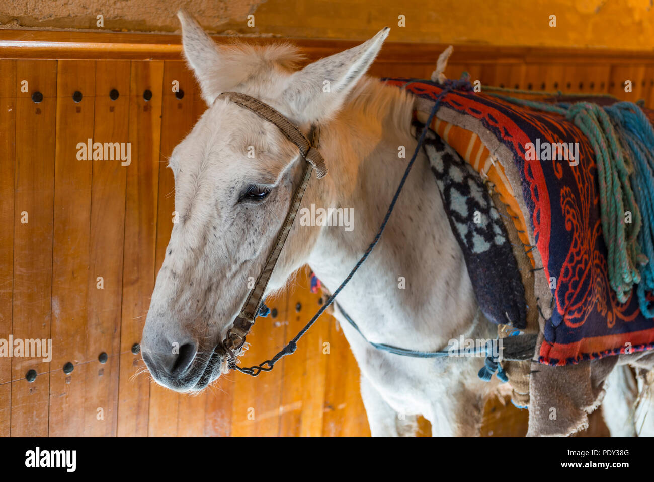 Donkey with the saddle hi-res stock photography and images - Alamy