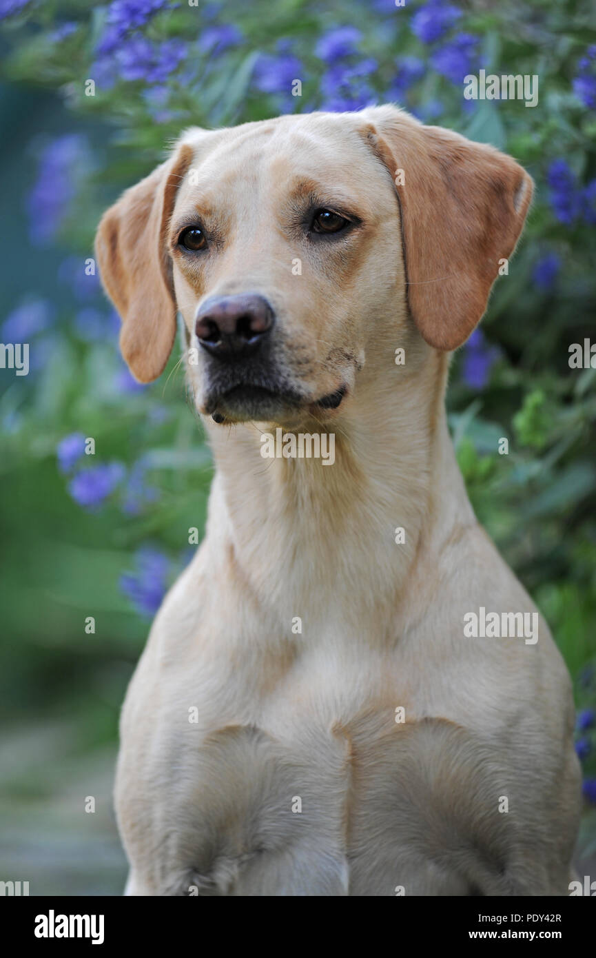 Male labrador retriever hi-res stock photography and images - Alamy