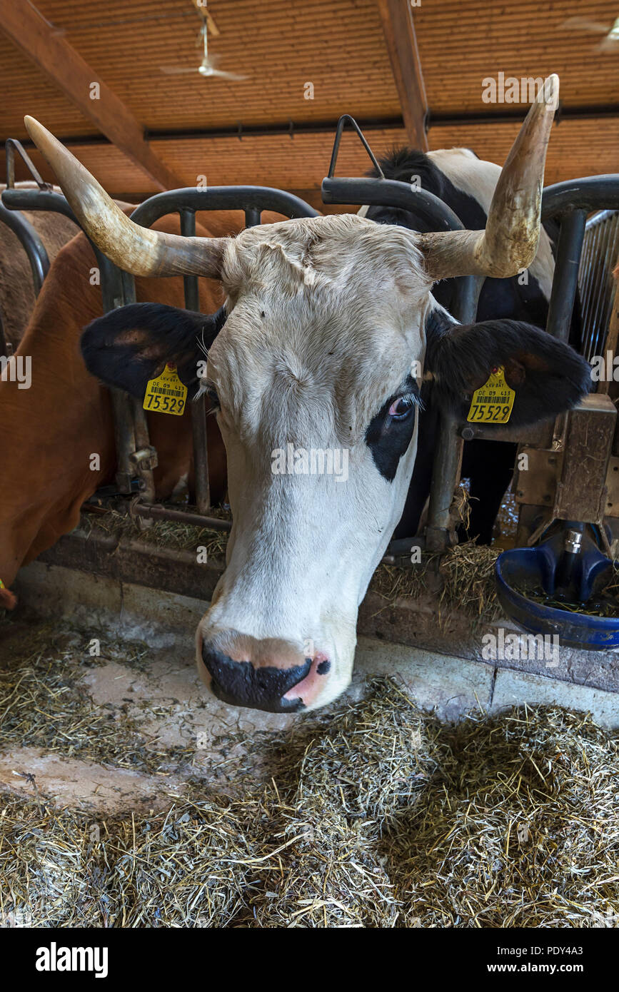 Holsteiner Dairy Cow looks through feeding rail, Bavaria, Germany Stock ...