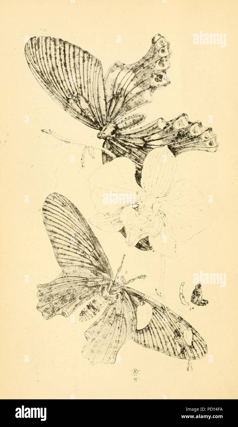 Arcana entomologica, or, Illustrations of new, rare, and interesting ...