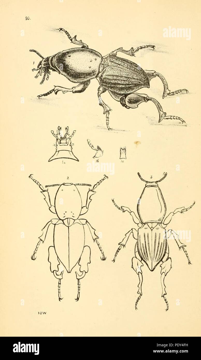 Arcana entomologica, or, Illustrations of new, rare, and interesting ...