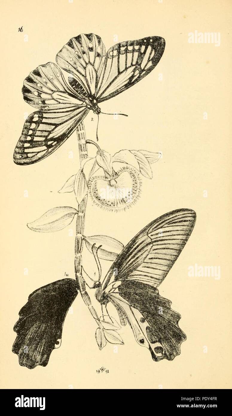 Arcana entomologica, or, Illustrations of new, rare, and interesting ...