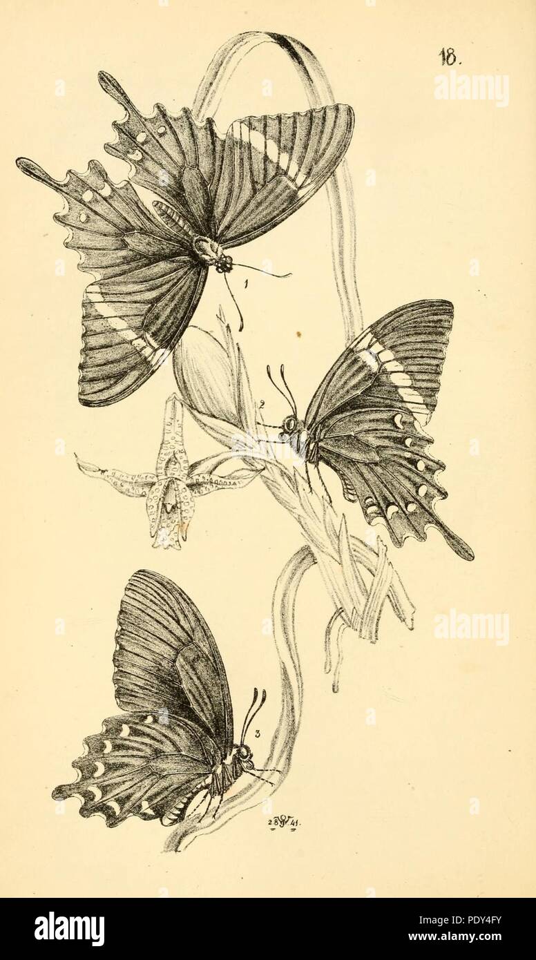 Arcana entomologica, or, Illustrations of new, rare, and interesting ...