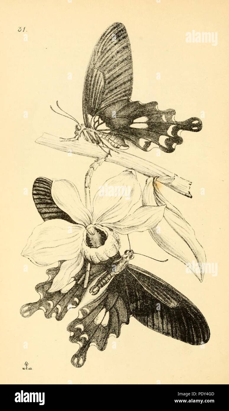 Arcana entomologica, or, Illustrations of new, rare, and interesting ...