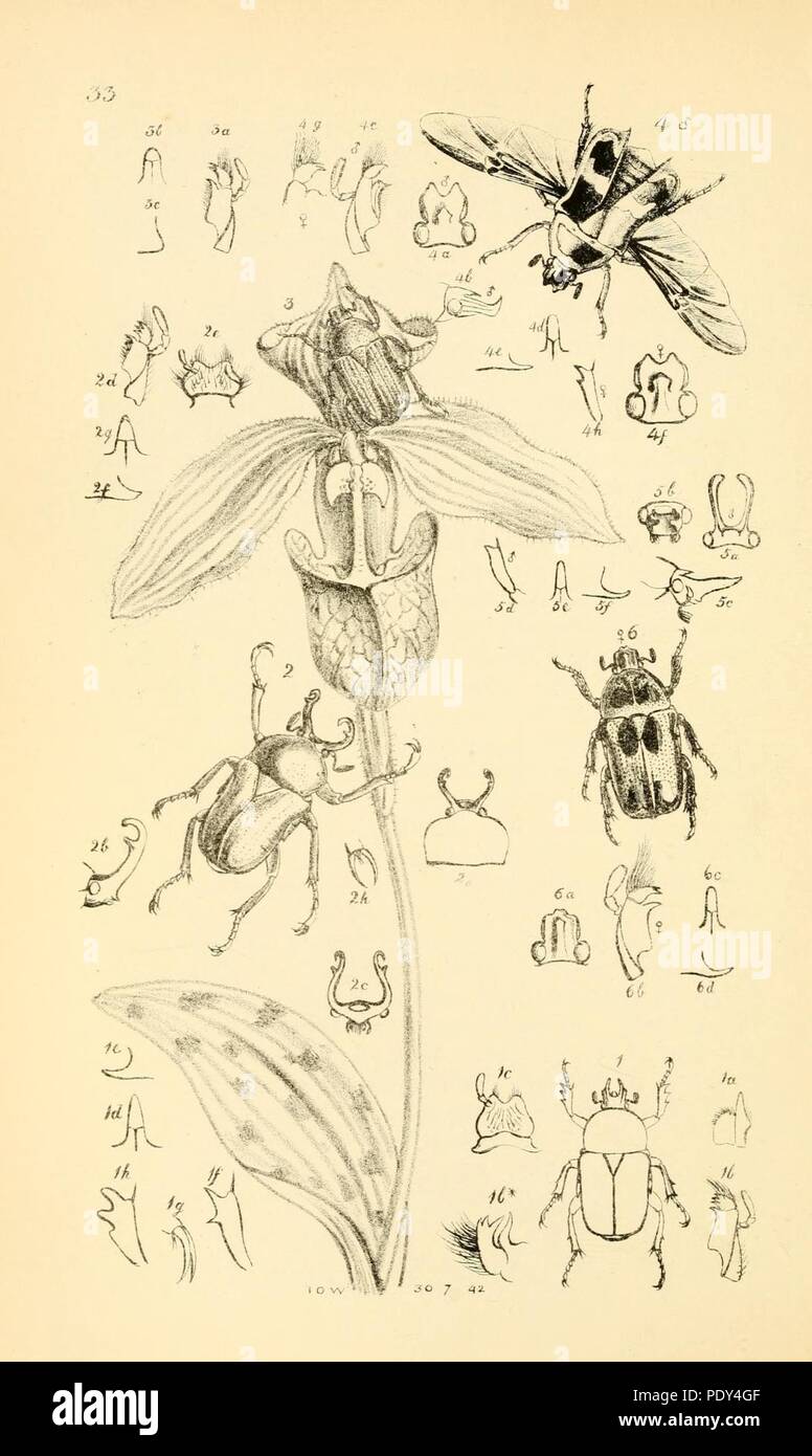 Arcana entomologica, or, Illustrations of new, rare, and interesting ...
